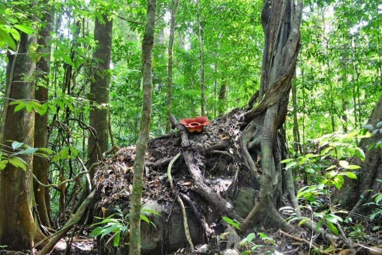 Gunung Gading National Park